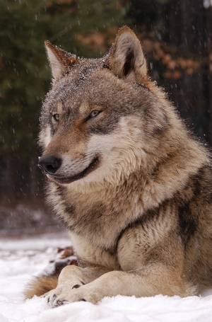 vlk obecný :: Země Vlků